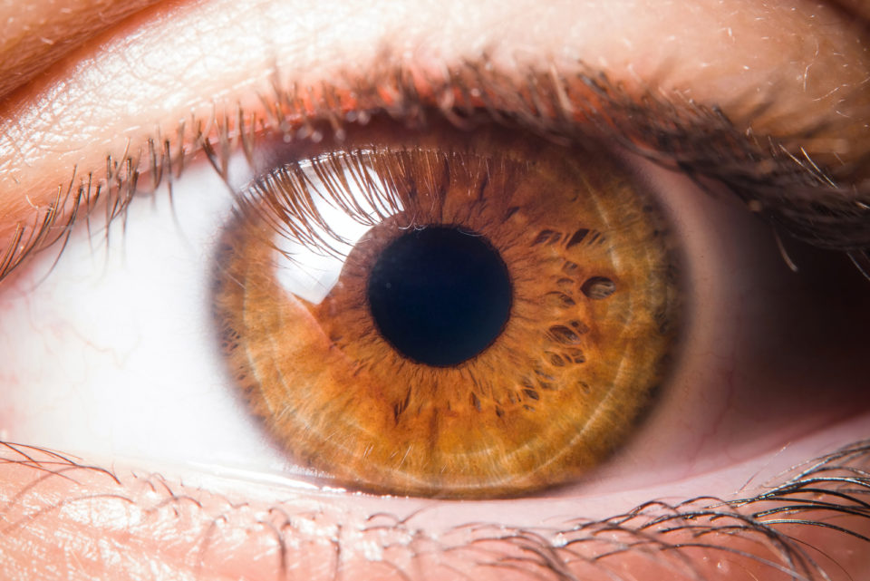 Yeux Marrons Verts : Tout Savoir Sur Les Yeux et Les Couleurs