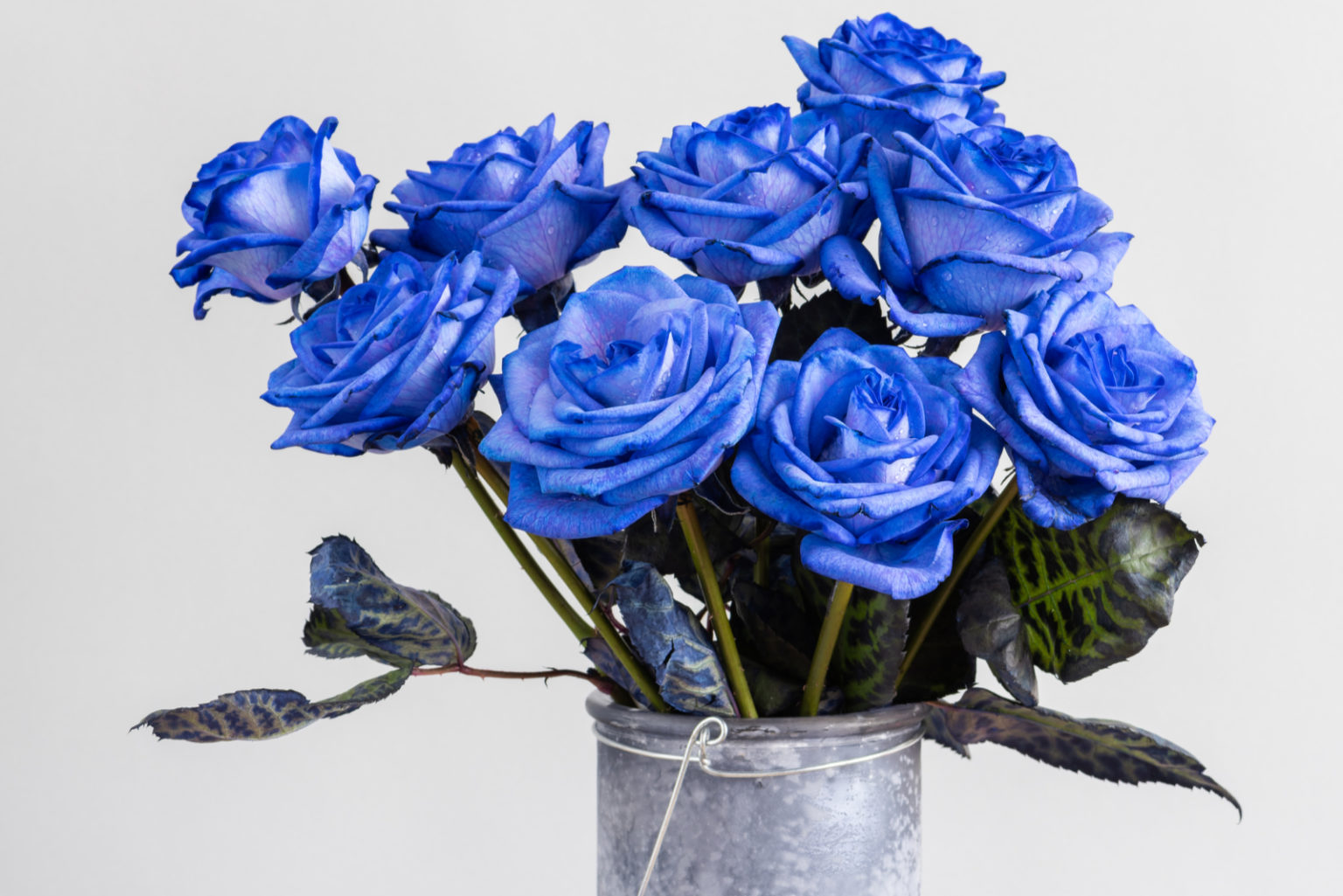 La Rose Bleue, Sa Signification Et Son Symbole de Rareté