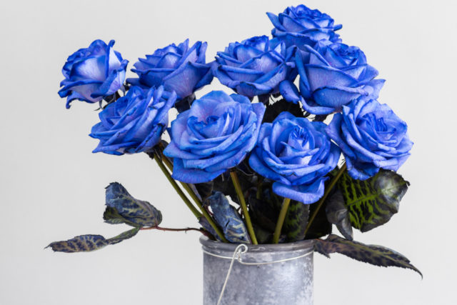La Rose Bleue, Sa Signification Et Son Symbole de Rareté