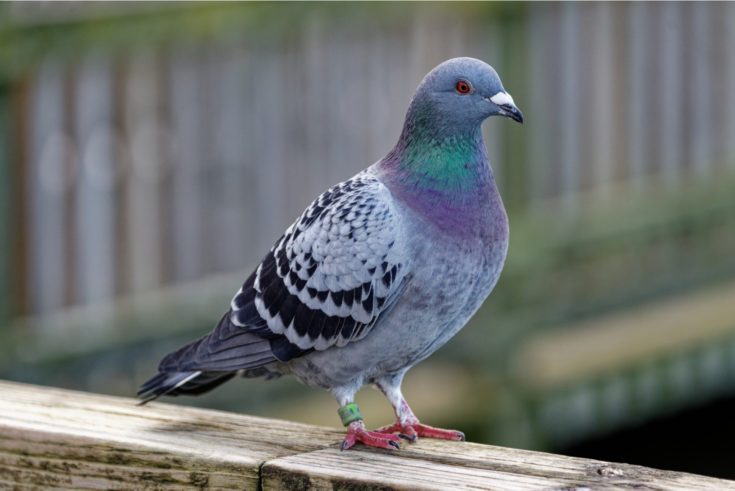 Les Pigeons : Signification Spirituelle Et Message De Ces Oiseaux