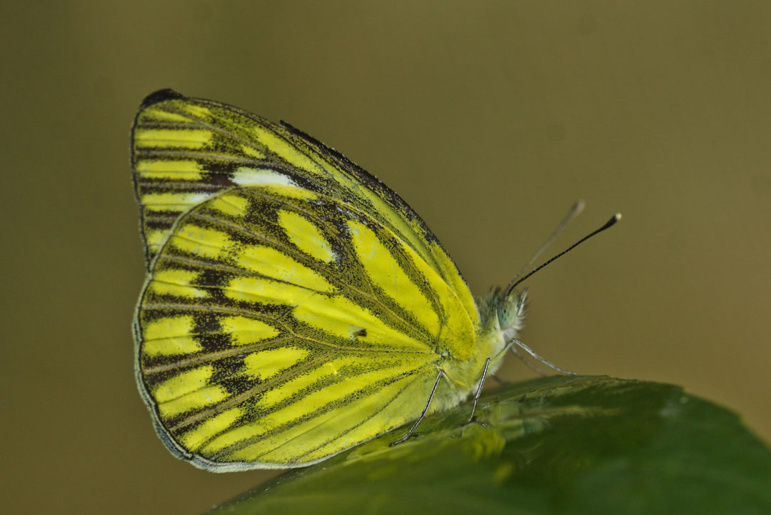 Papillon Jaune : Signification Cachée De Cette Adorable Créature