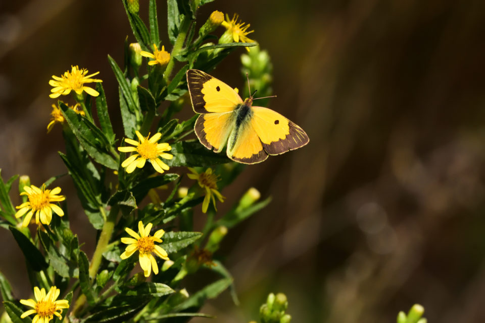 Papillon Jaune : Signification Cachée De Cette Adorable Créature