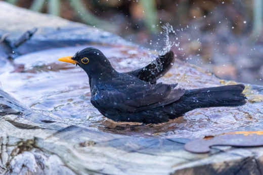 Un Merle Dans Mon Jardin : La Signification Spirituelle