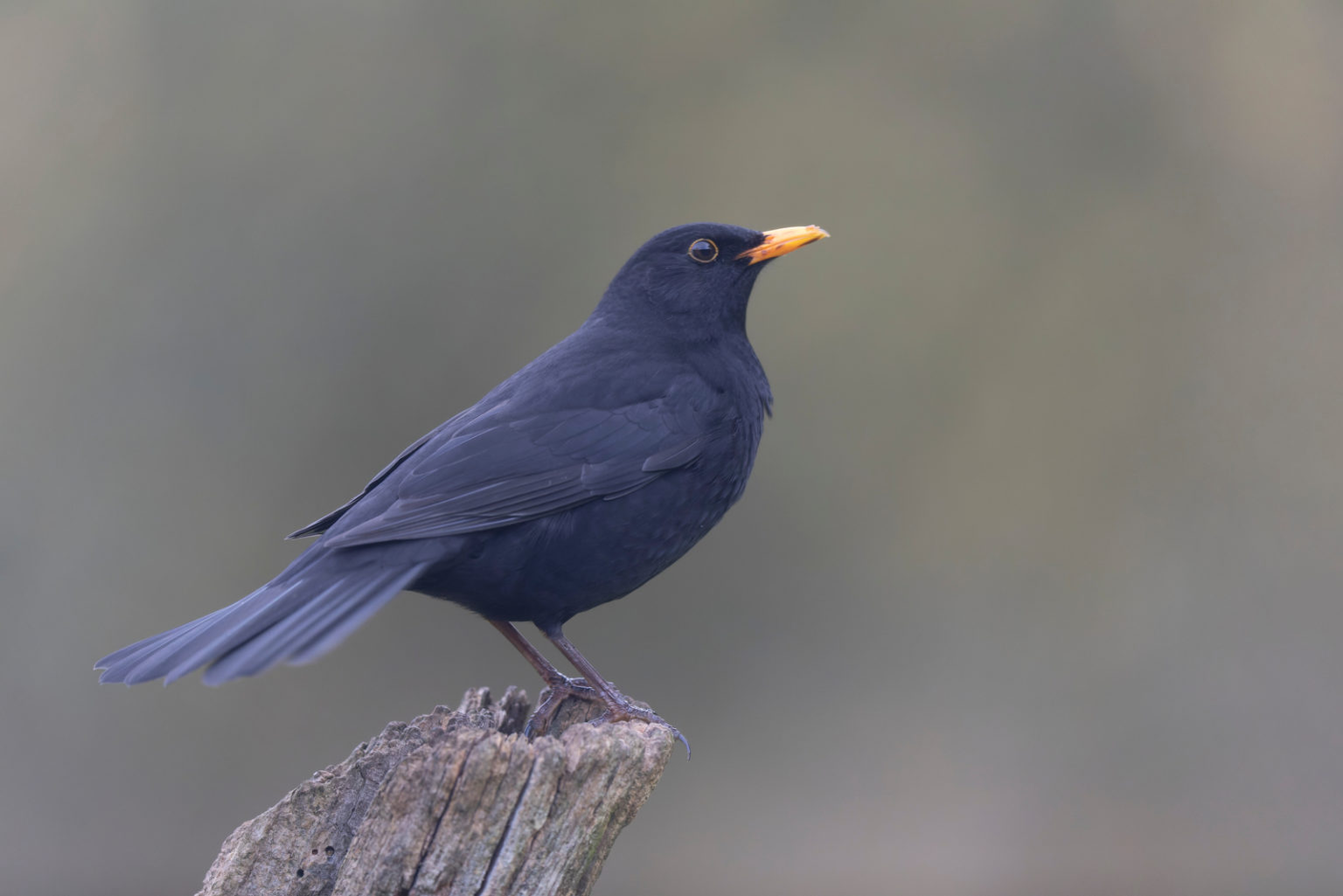 Un Merle Dans Mon Jardin : La Signification Spirituelle