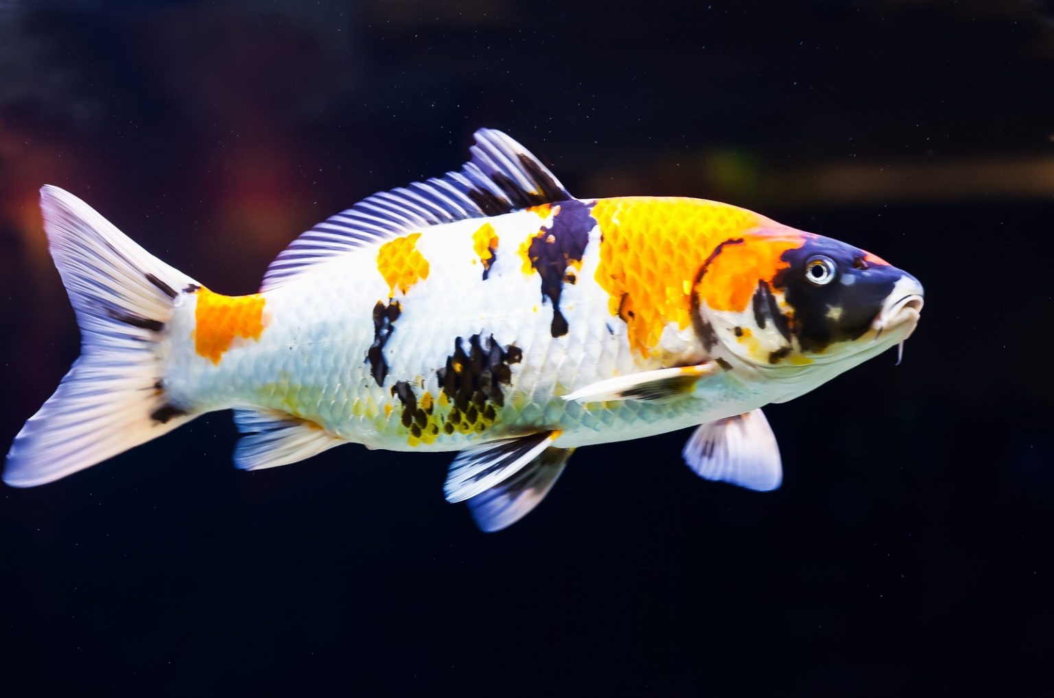 La Carpe Koï : Les Significations Multiples De Ce Poisson