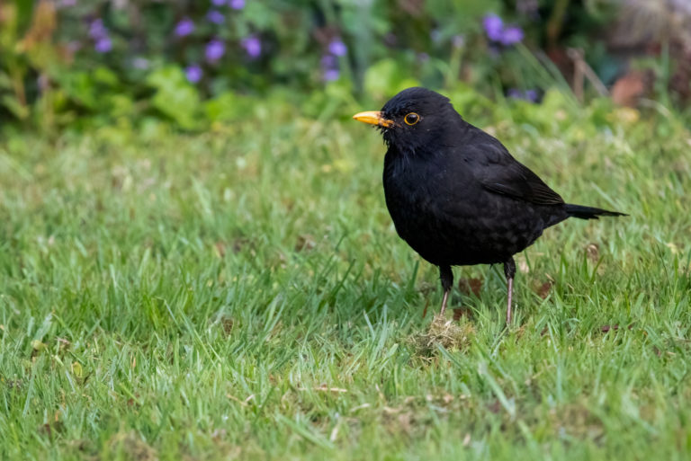 Un Merle Dans Mon Jardin : La Signification Spirituelle