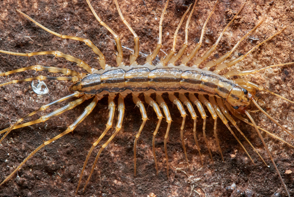 Un Mille Patte Dans La Maison : La Signification Et Les Messages