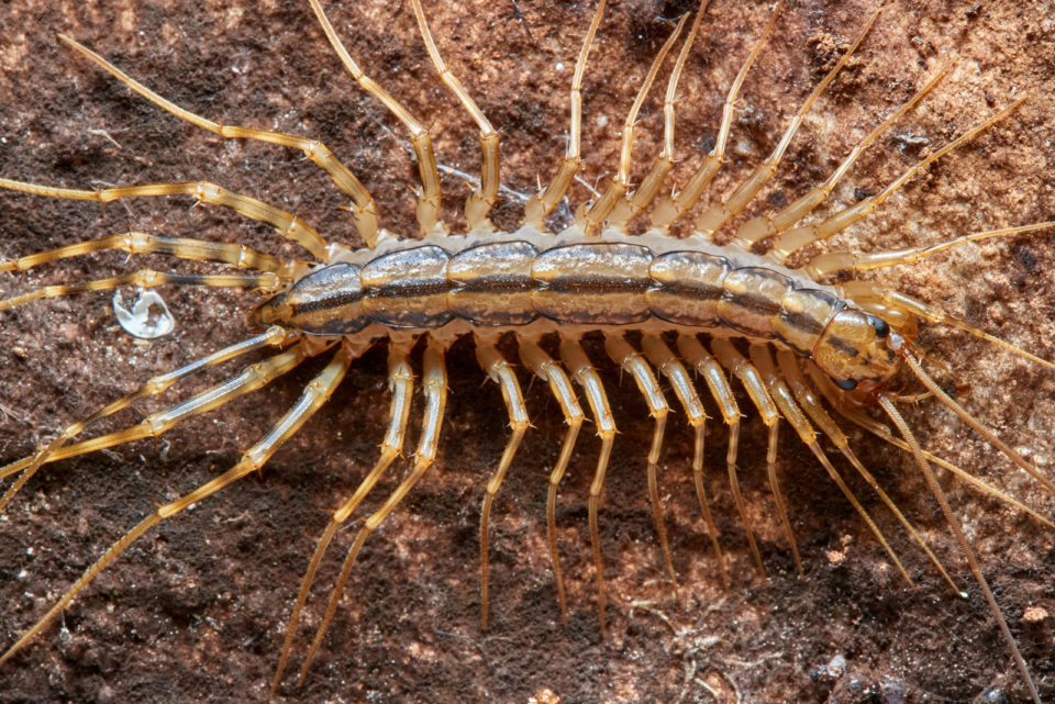 Un Mille Patte Dans La Maison : La Signification Et Les Messages