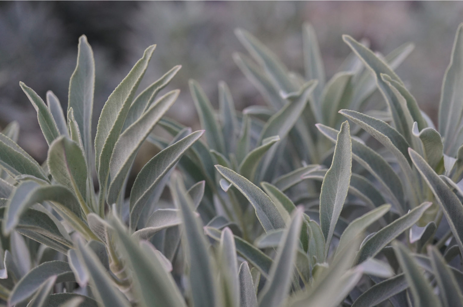 La Sauge Blanche : Propriétés Spirituelles De Cette Plante Sacrée