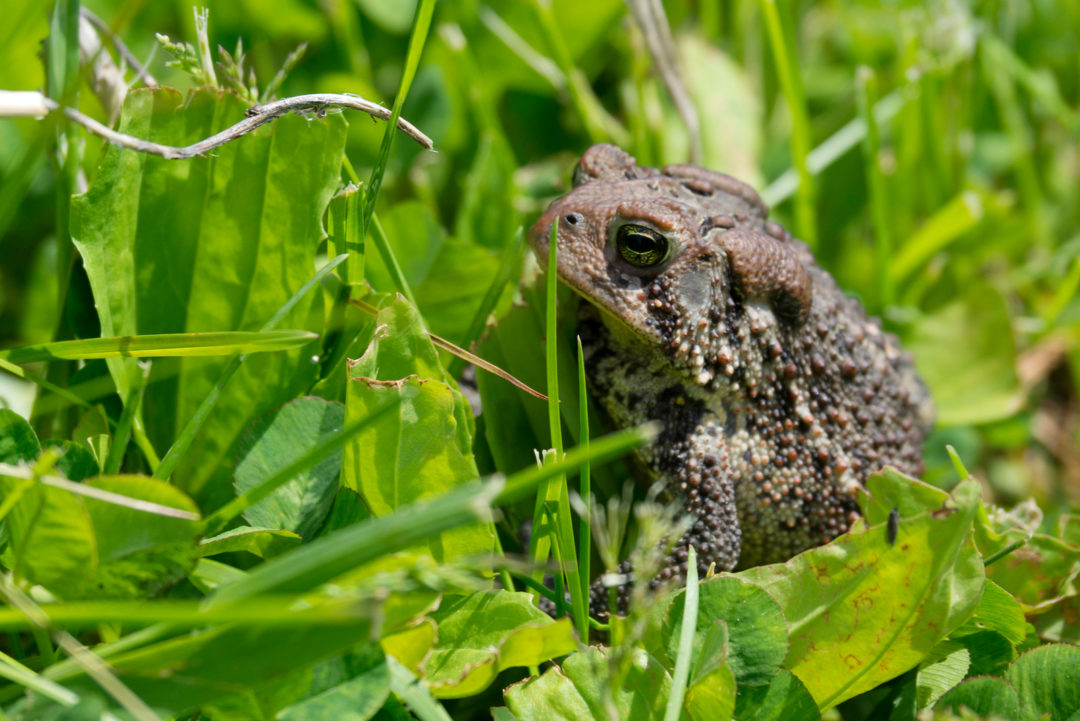 Crapaud Dans Le Jardin : Signification Et Symbolisme