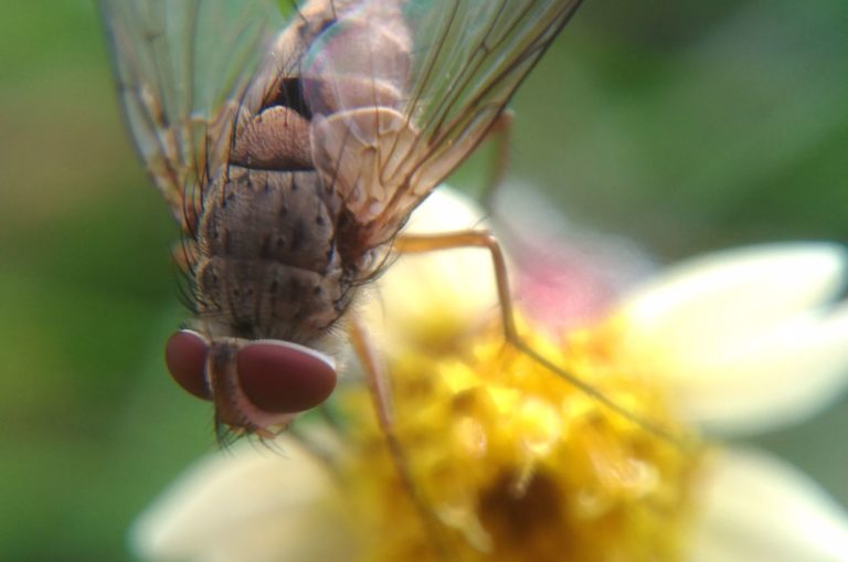 La Mouche : Signification Spirituelle De Cet Animal Totem