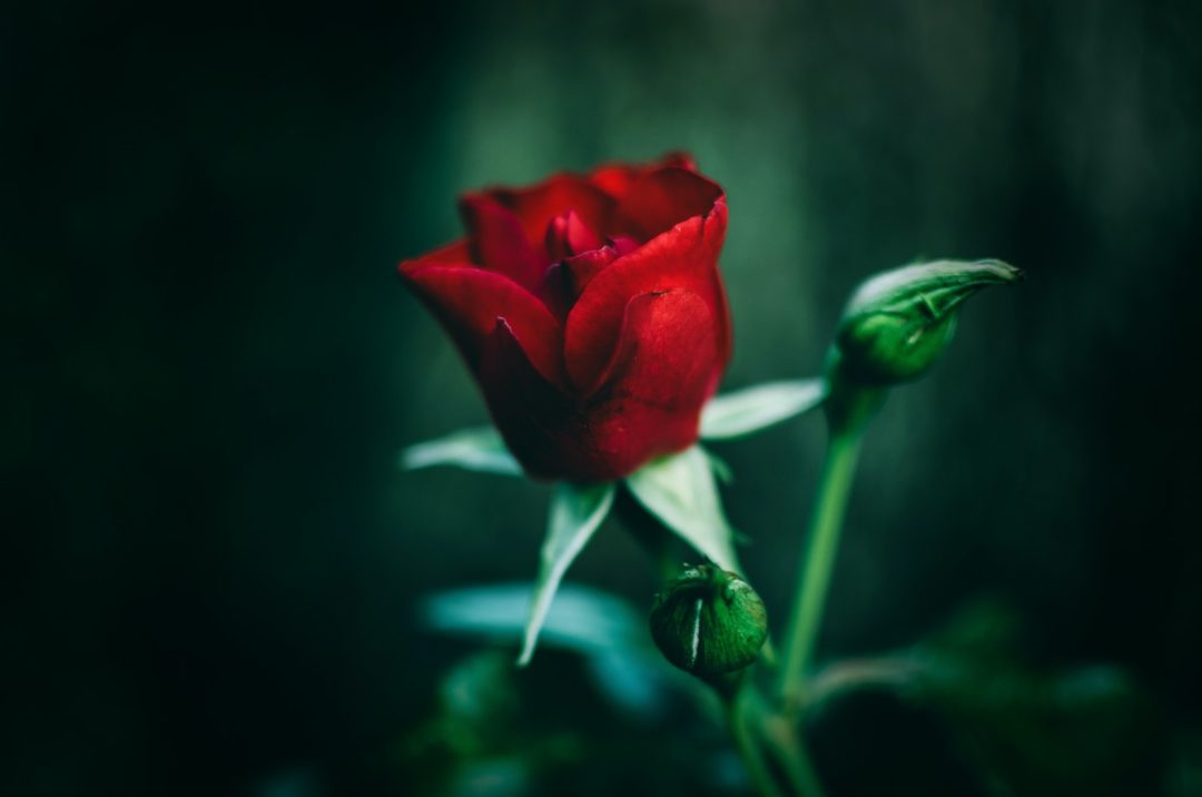 La Rose Rouge Et Sa Signification Spirituelle Cachée