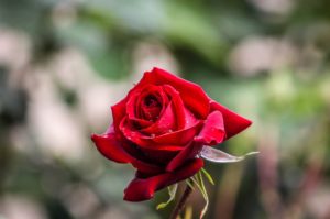 La Rose Rouge Et Sa Signification Spirituelle Cachée