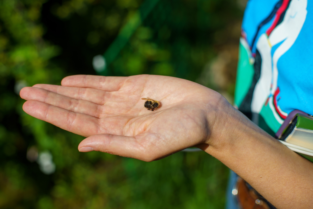 Le Bourdon : La Signification Spirituelle De Cet Animal Totem