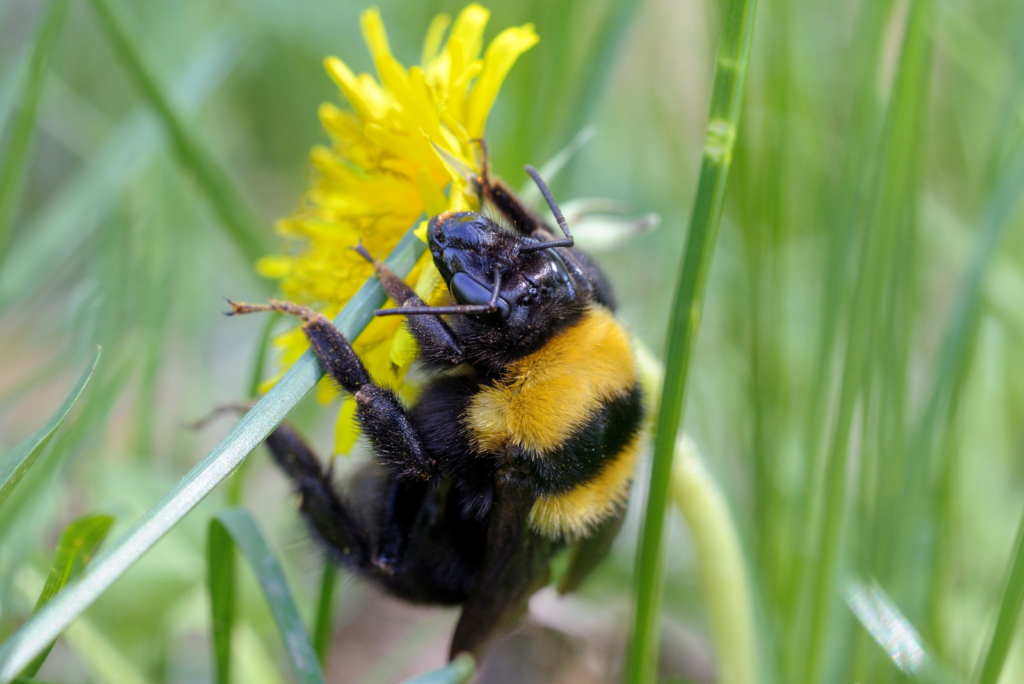 Le Bourdon : La Signification Spirituelle De Cet Animal Totem