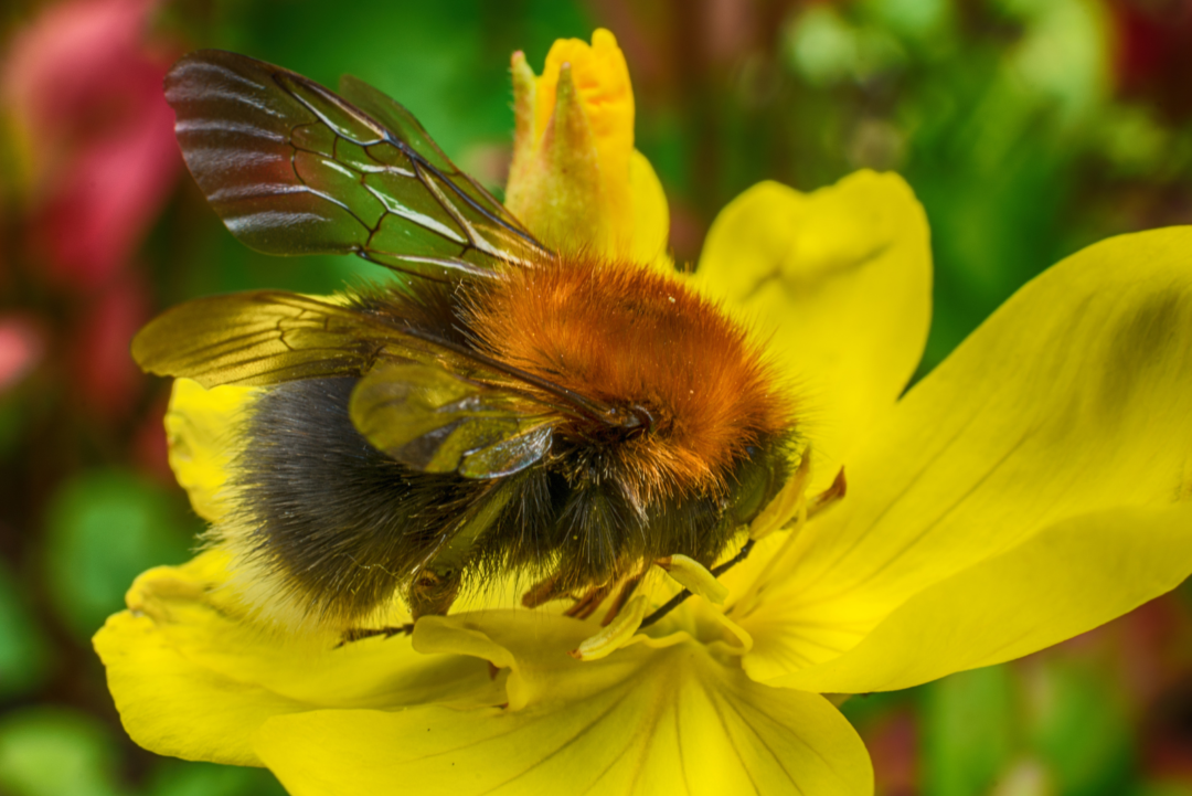 Le Bourdon : La Signification Spirituelle De Cet Animal Totem
