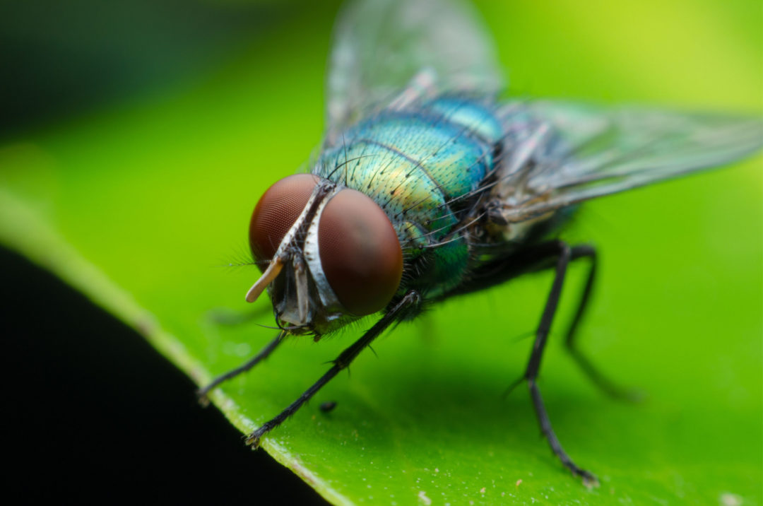 La Mouche : Signe De Mort Ou Est-ce Seulement Associé À La Mort