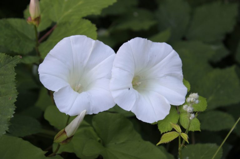 La Fleur De Lune : Significations De Cette Plante Dépolluante
