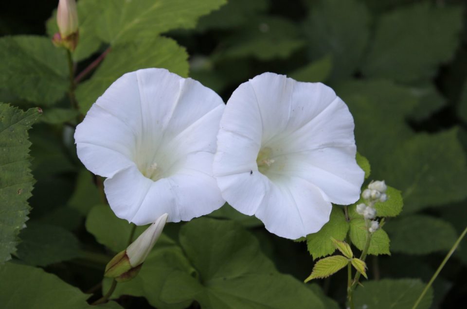 La Fleur De Lune : Significations De Cette Plante Dépolluante