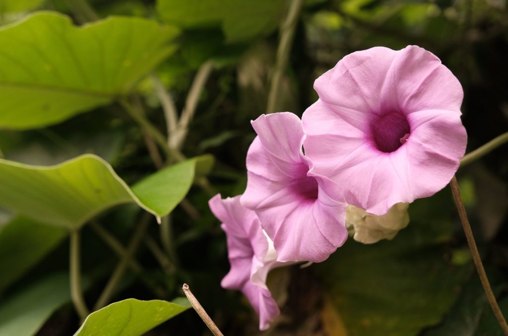 La Fleur De Lune : Significations De Cette Plante Dépolluante
