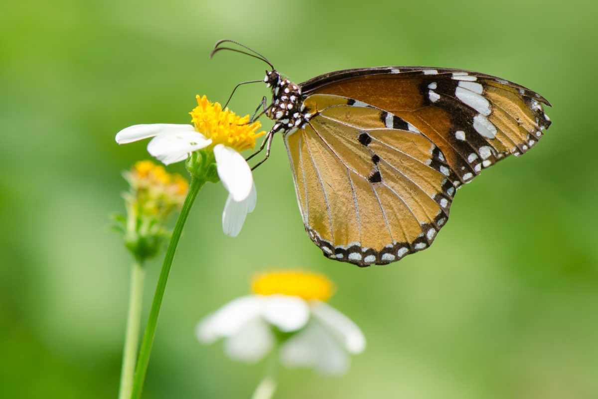 Symbolique Du Papillon : 4 Significations Spirituelles