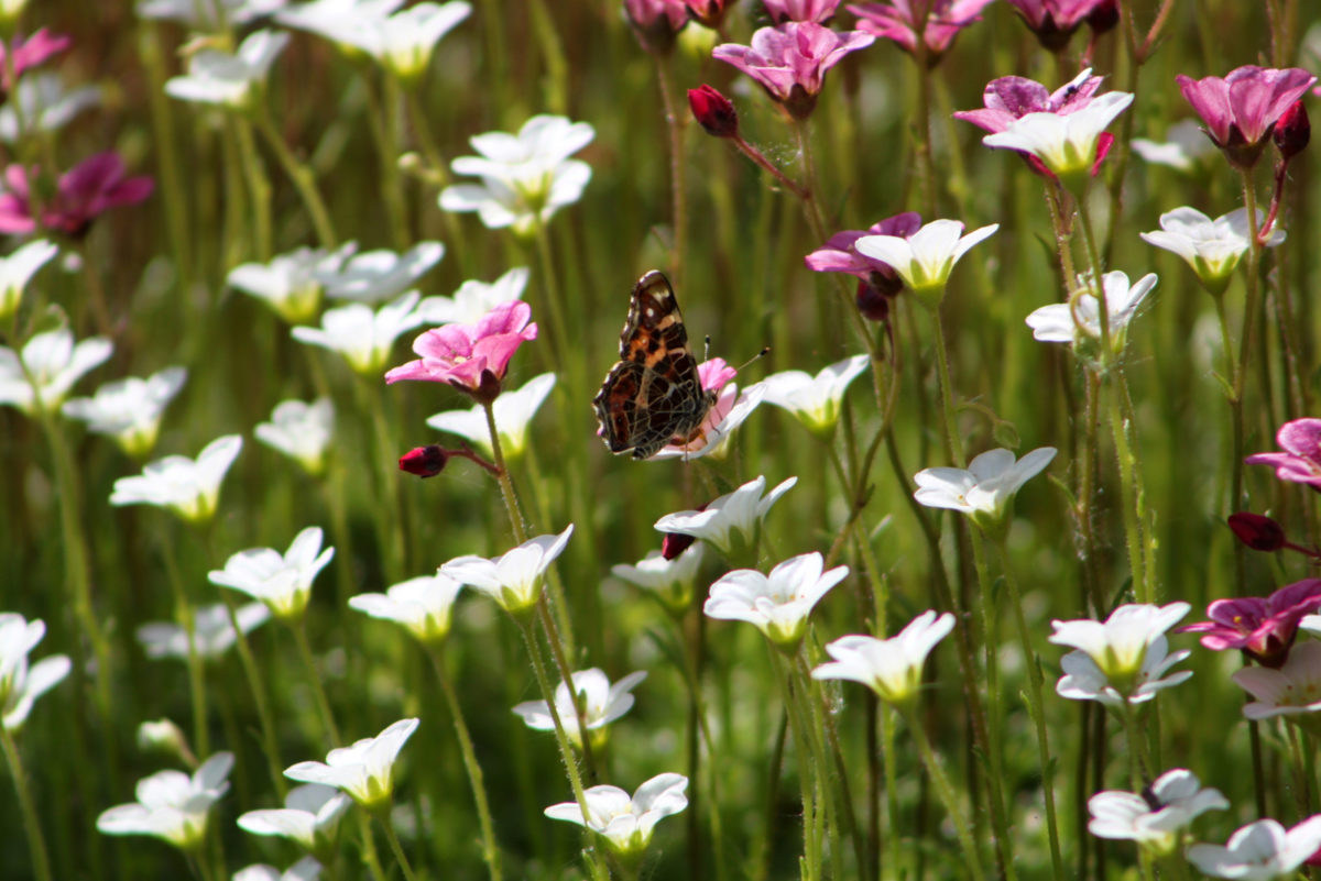 Symbolique Du Papillon : 4 Significations Spirituelles
