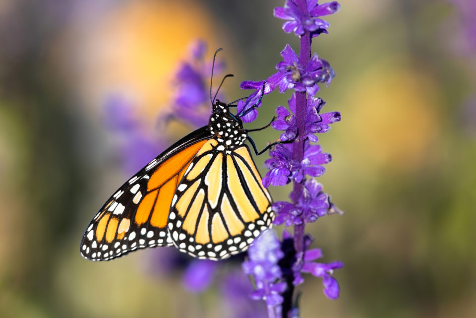 Symbolique Du Papillon : 4 Significations Spirituelles