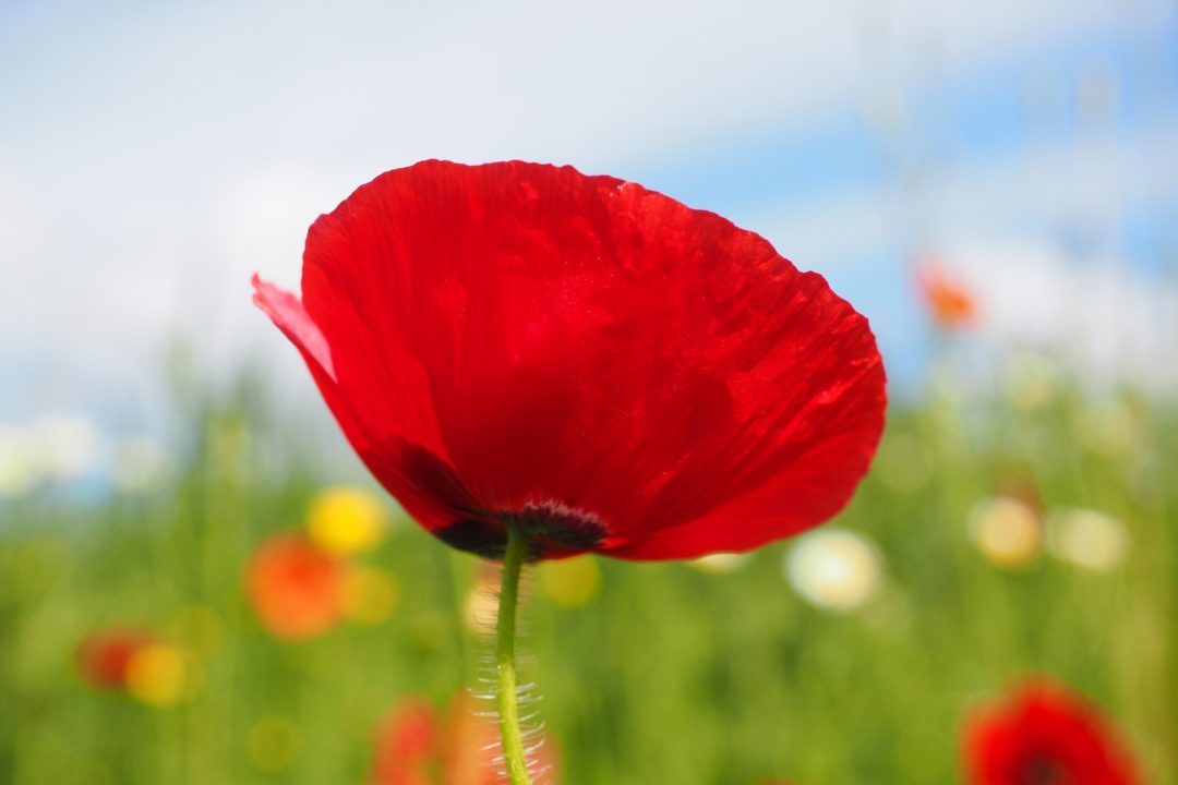 Le Coquelicot, La Signification Spirituelle De Cette Fleur Rouge Vif