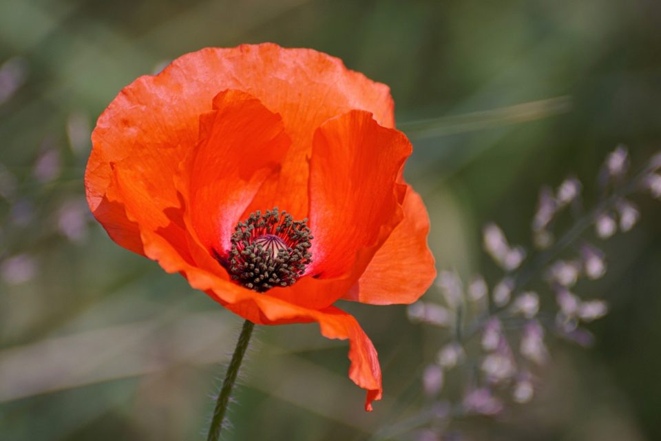 Le Coquelicot, La Signification Spirituelle De Cette Fleur Rouge Vif