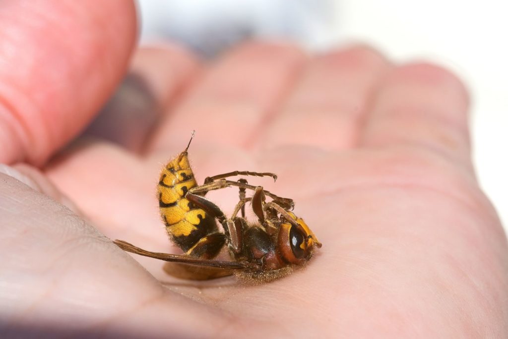 Significations Symboliques Du Frelon Dans La Maison