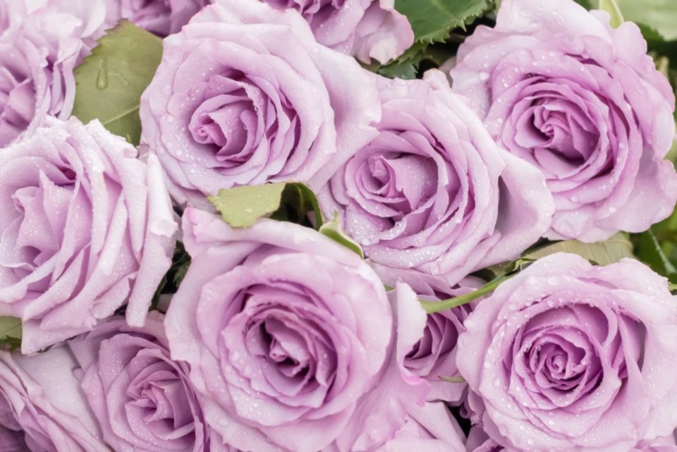 La Rose Violette Et Les Significations De Cette Belle Fleur