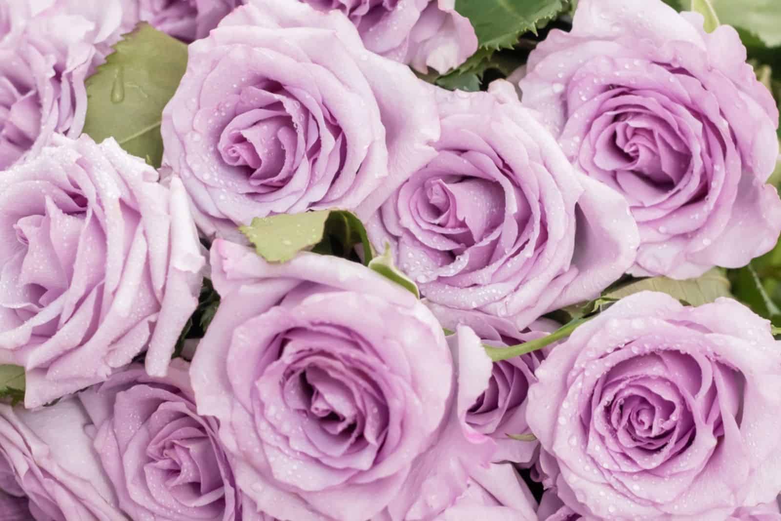 La Rose Violette Et Les Significations De Cette Belle Fleur